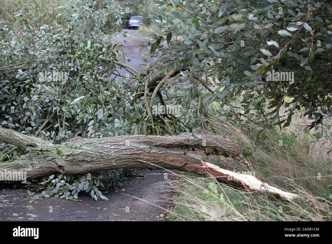 Wind break hi-res stock photography and images - Alamy