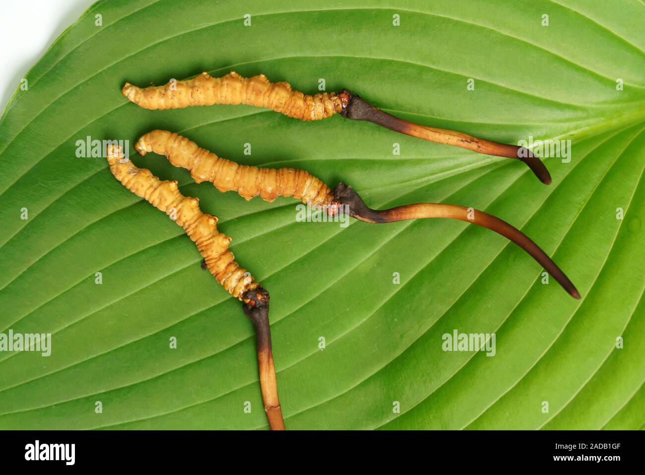 Cordyceps Sinensis High Resolution Stock Photography and Images - Alamy