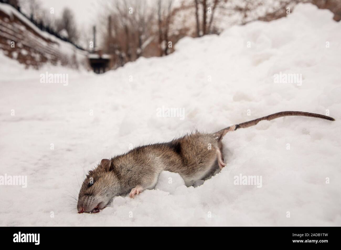 Norway rat hi-res stock photography and images - Alamy