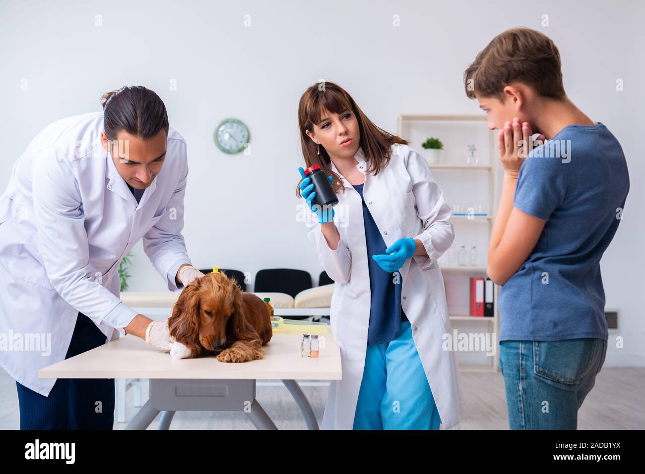 Vet doctor examining golden retriever dog in clinic Stock Photo - Alamy