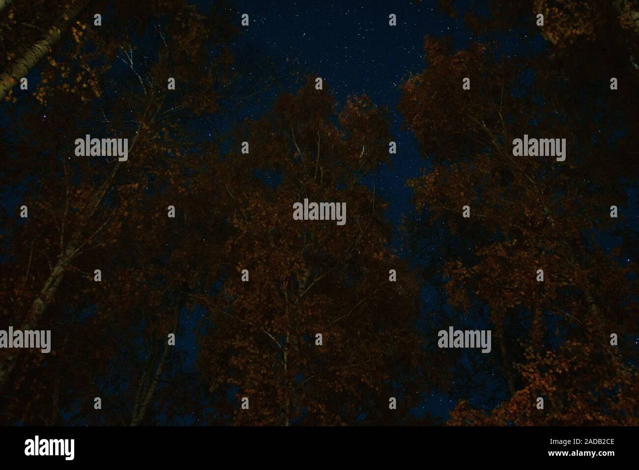 night sky through the trees. starry sky peeps through the tops of the ...