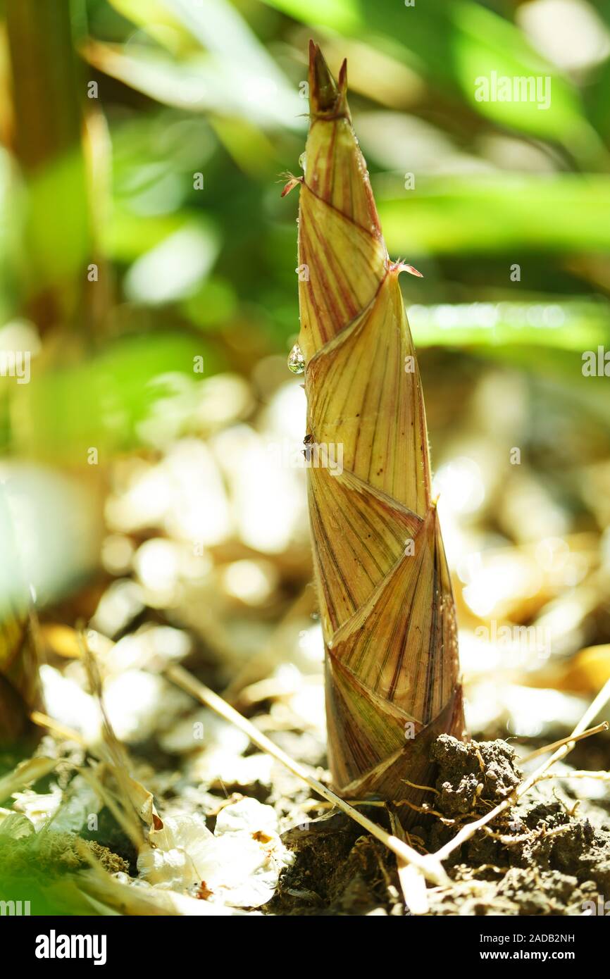 The bamboo shoots Stock Photo - Alamy