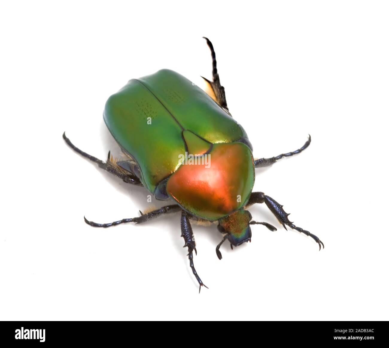 Shiny Beetle High Resolution Stock Photography and Images - Alamy