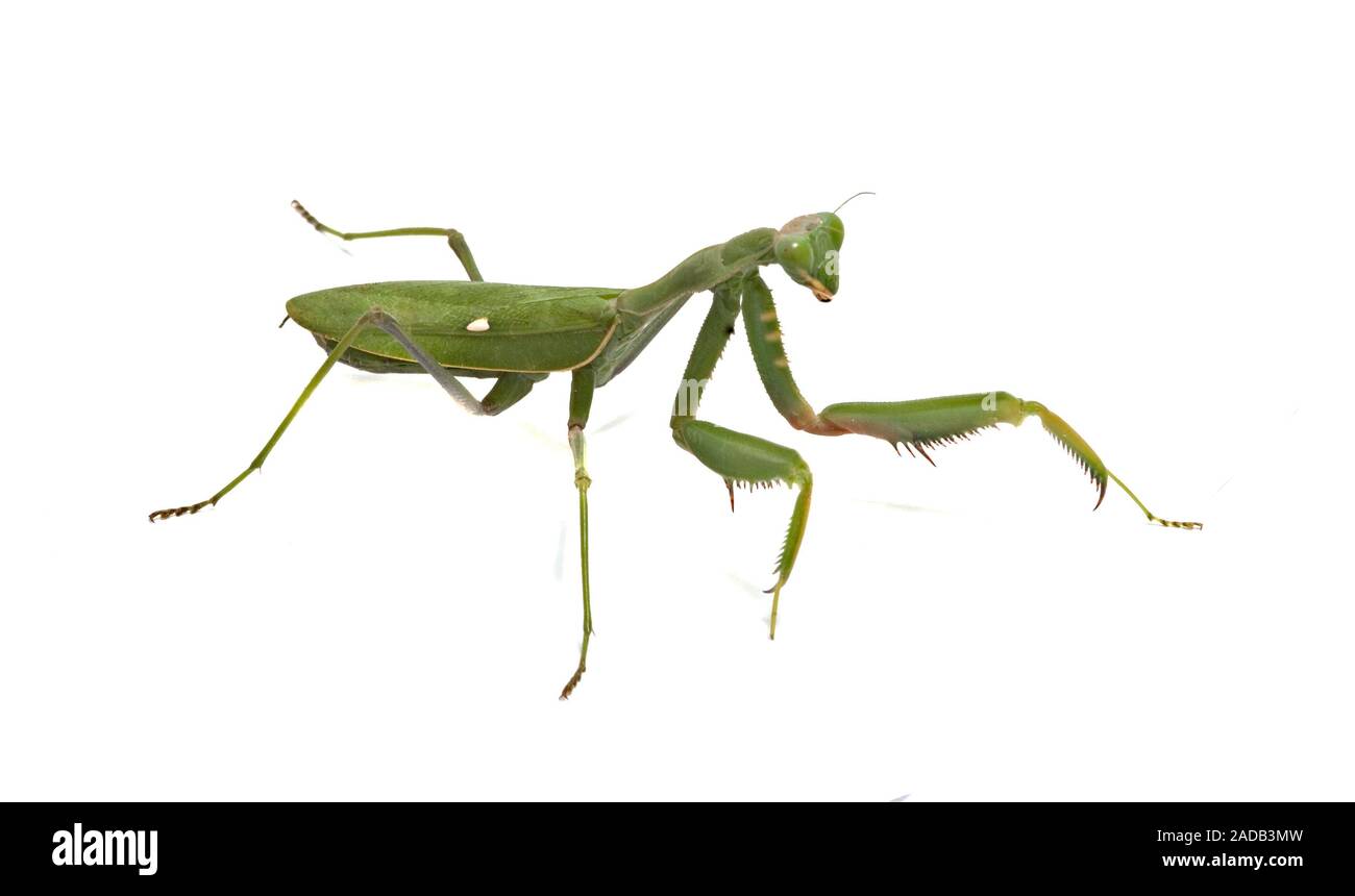 Green mantis isolated on white background Stock Photo - Alamy