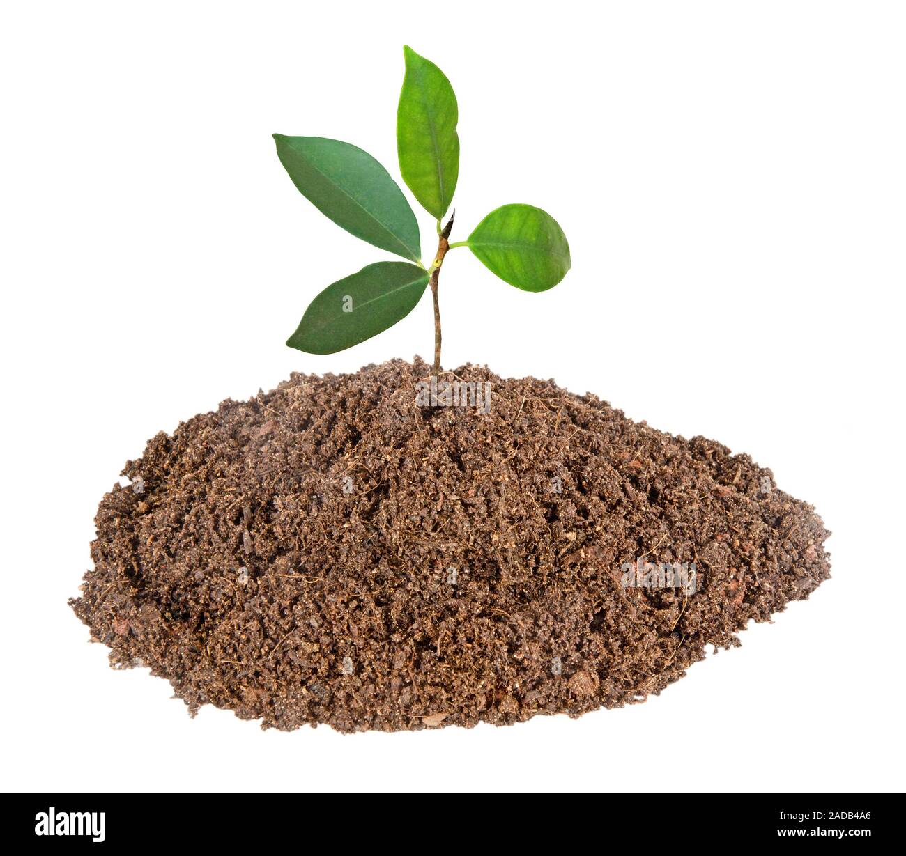 sapling growing from soil Stock Photo - Alamy