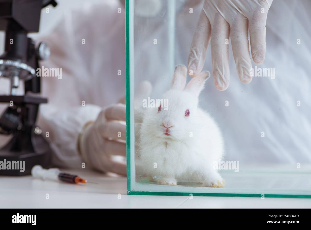White rabbit in scientific lab experiment Stock Photo - Alamy