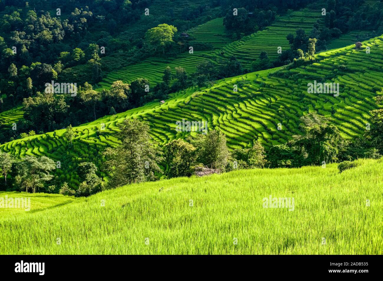 Agricultural landscape with terrace fields planted with rice, located ...
