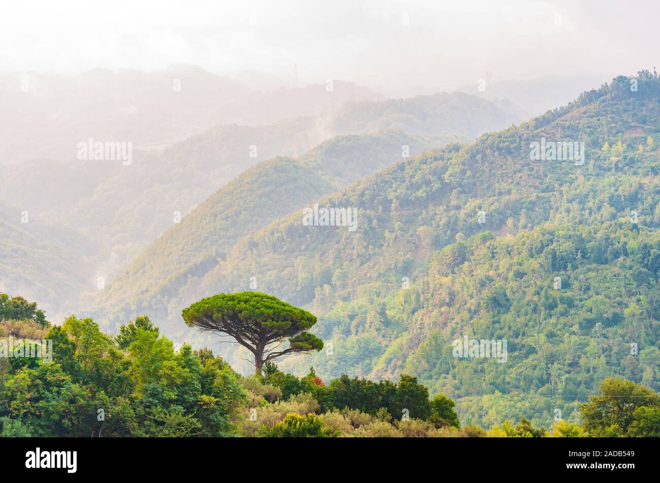Single mediterranean pine tree growing on the top of the hill ...