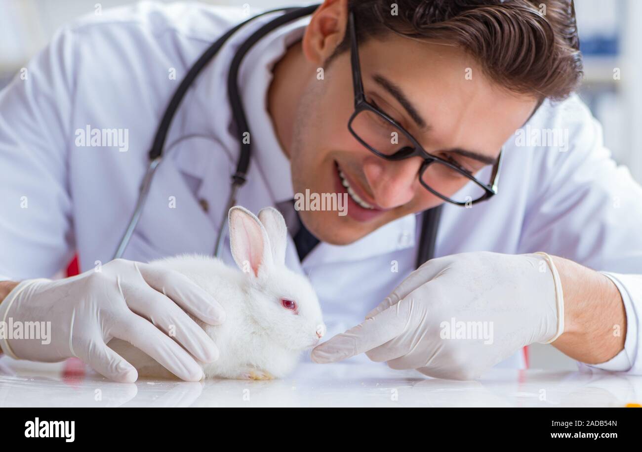 Vet doctor examining rabbit in pet hospital Stock Photo - Alamy