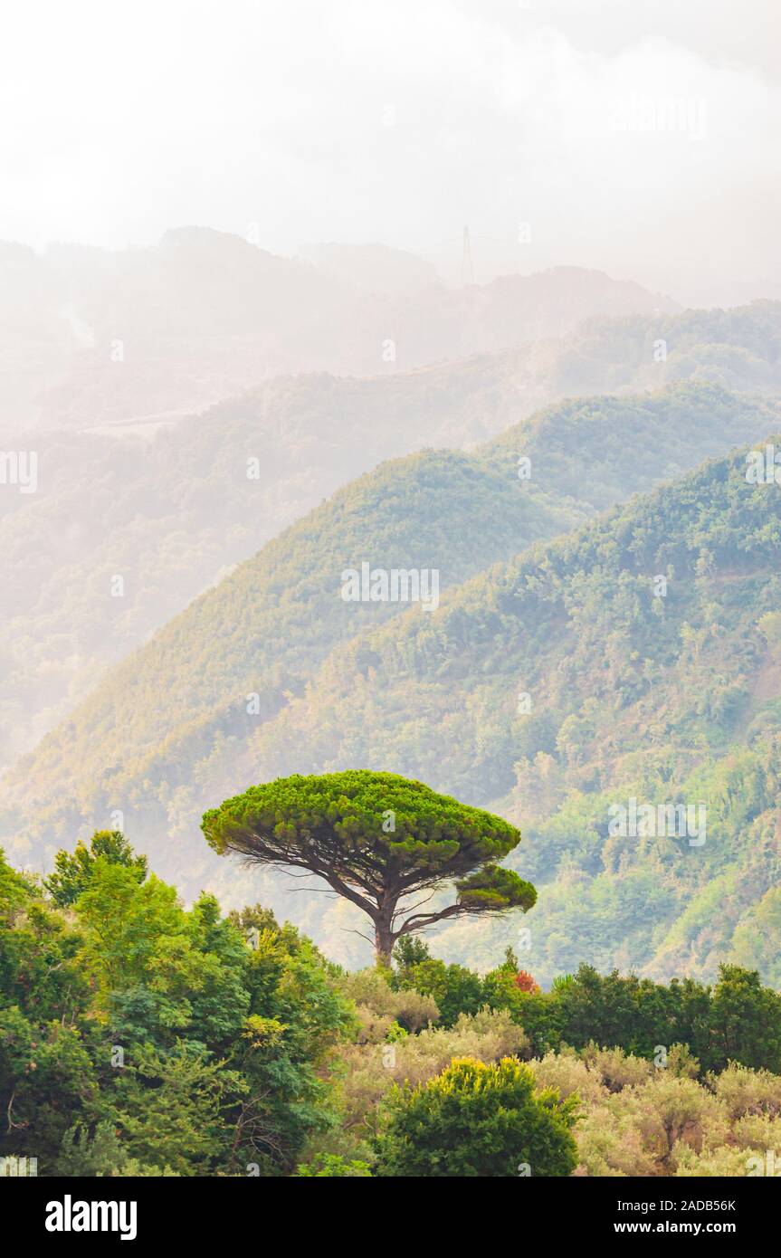Single mediterranean pine tree growing on the top of the hill ...
