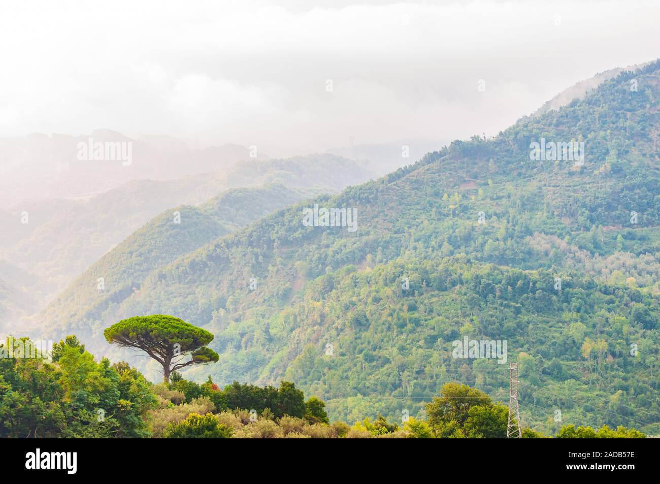 Single mediterranean pine tree growing on the top of the hill ...