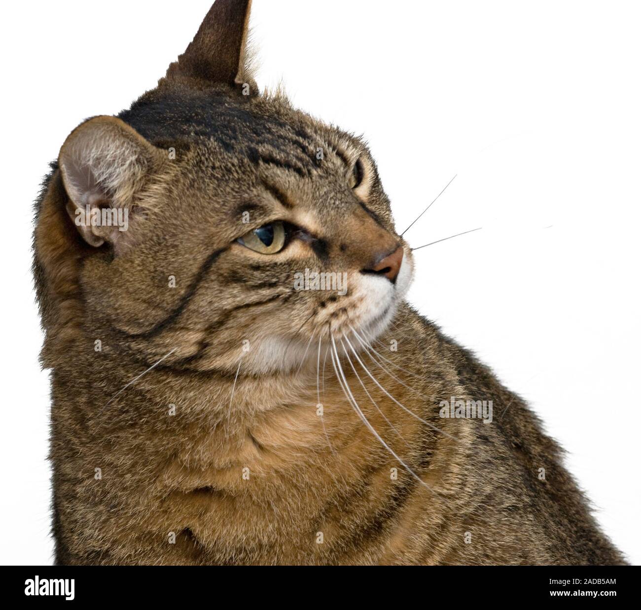 Cat head isolated on white background Stock Photo - Alamy