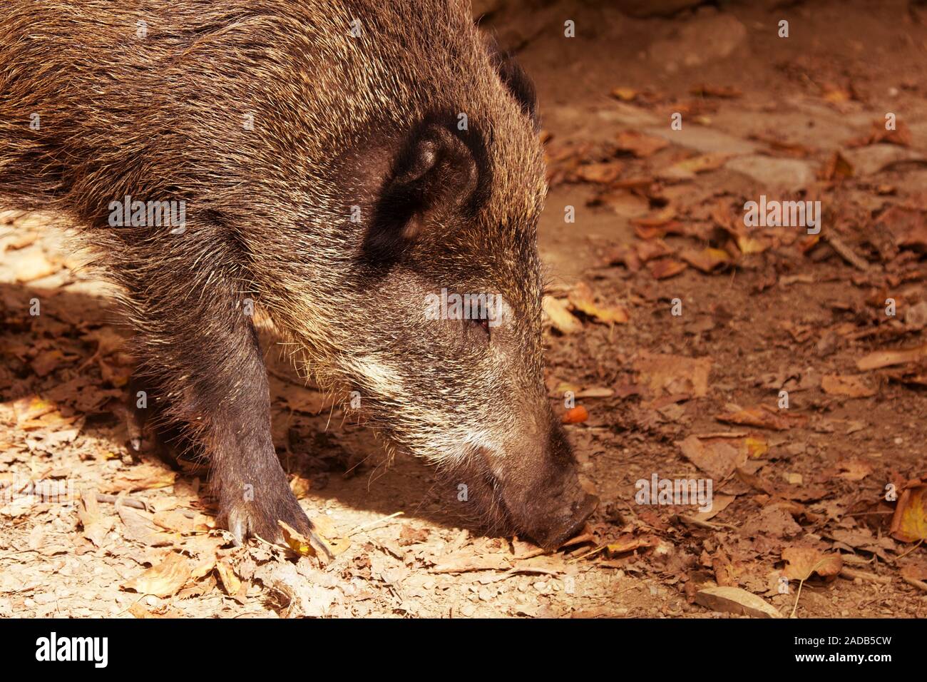 Boar sus scrofa burrow hi-res stock photography and images - Alamy
