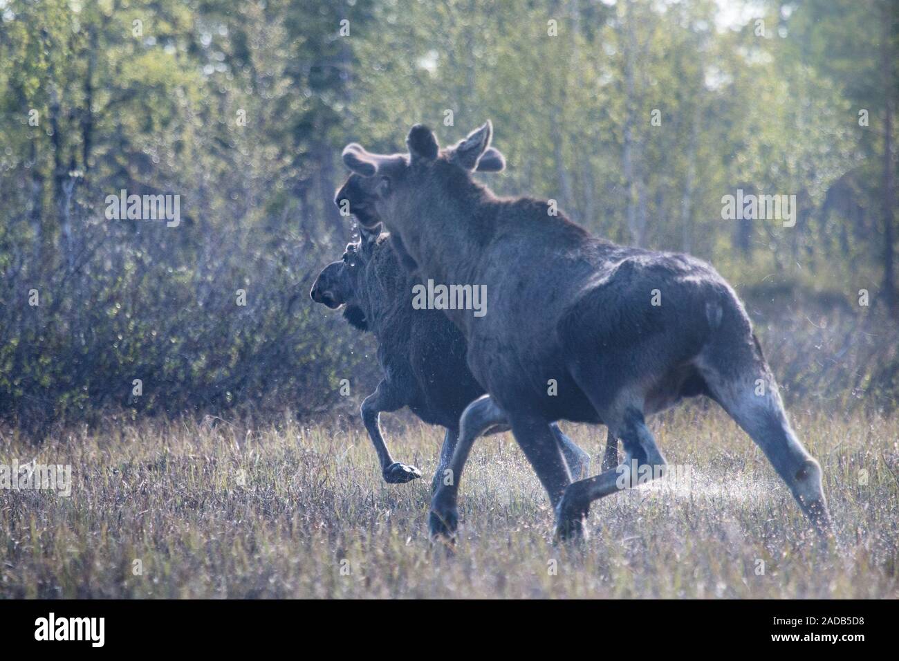 Moose running away through the swamp Stock Photo - Alamy