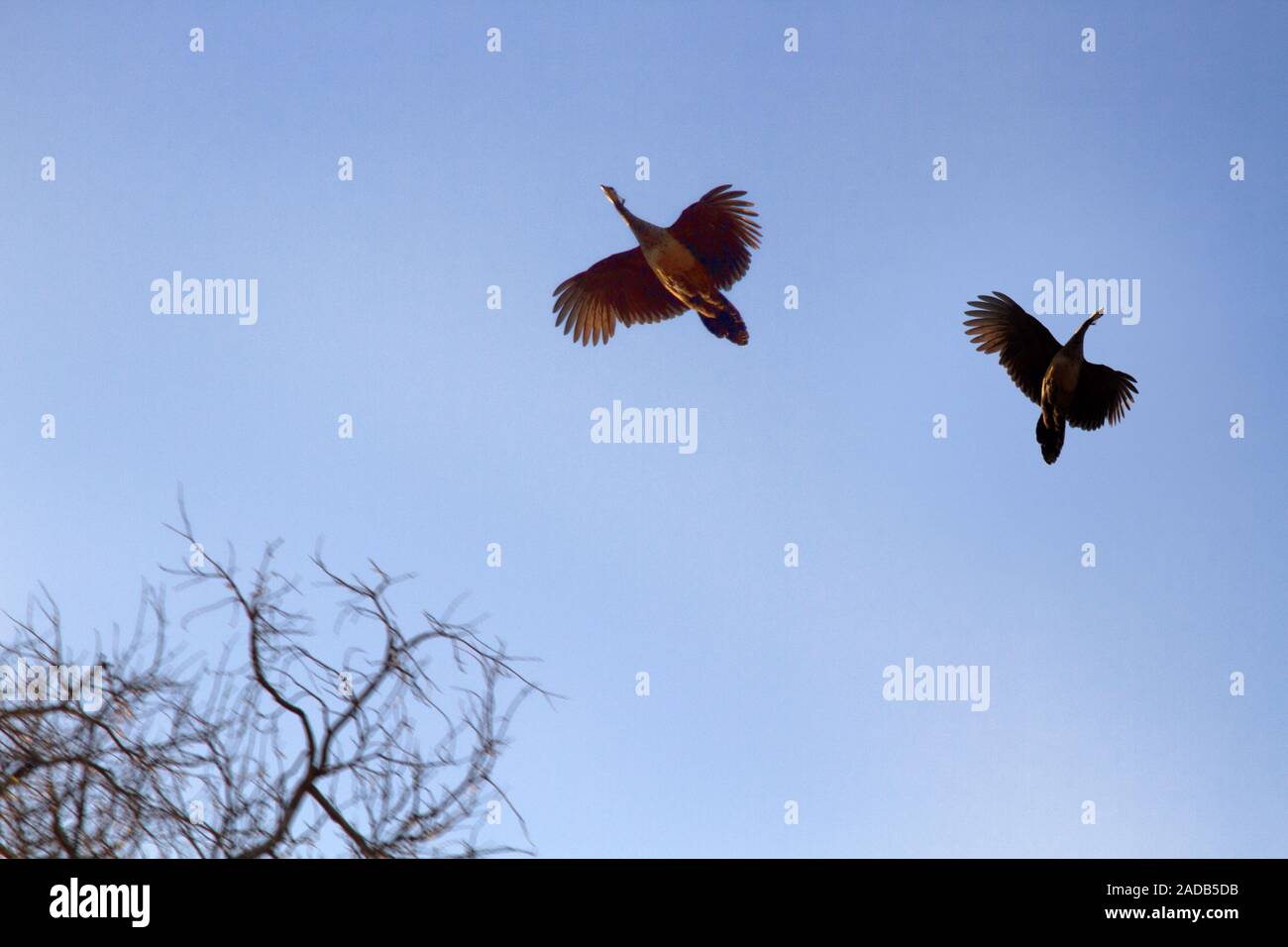 The male peacock in flight Stock Photo - Alamy