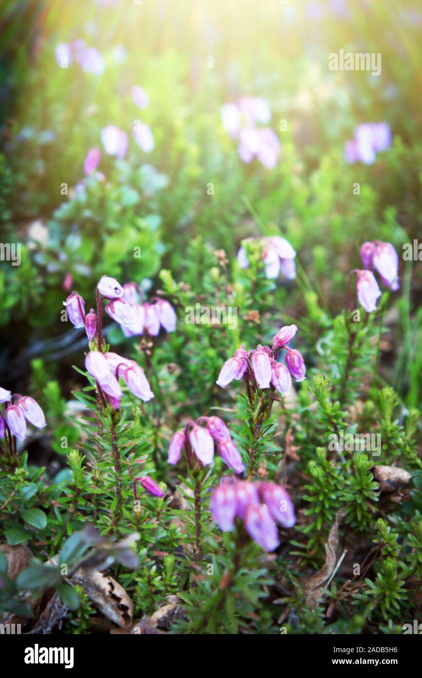 Flowering crowberry (Empetrum nigrum Stock Photo - Alamy