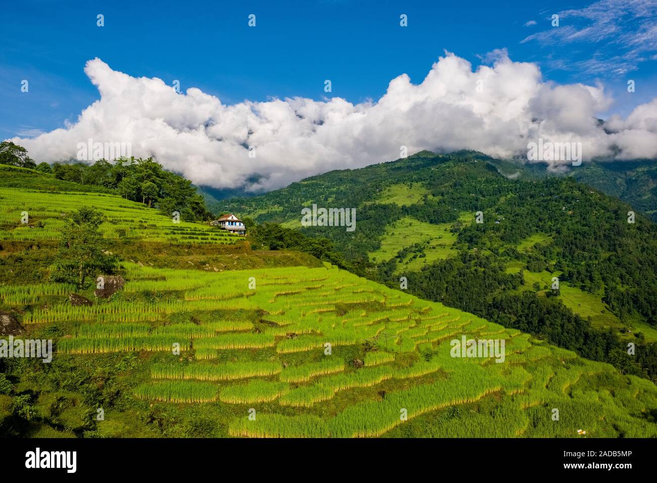Agricultural landscape with terrace fields planted with rice, a farmers ...