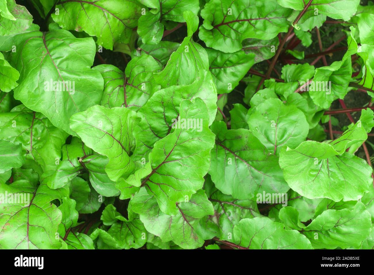 natural background of green beet leaves texture organic food Stock ...