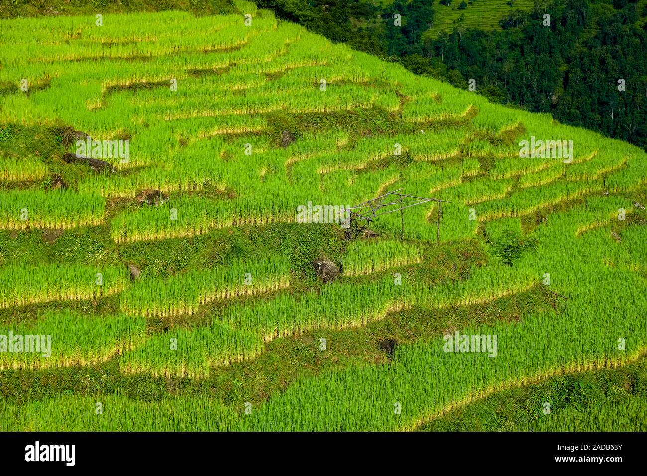 Agricultural landscape with terrace fields planted with rice, located ...