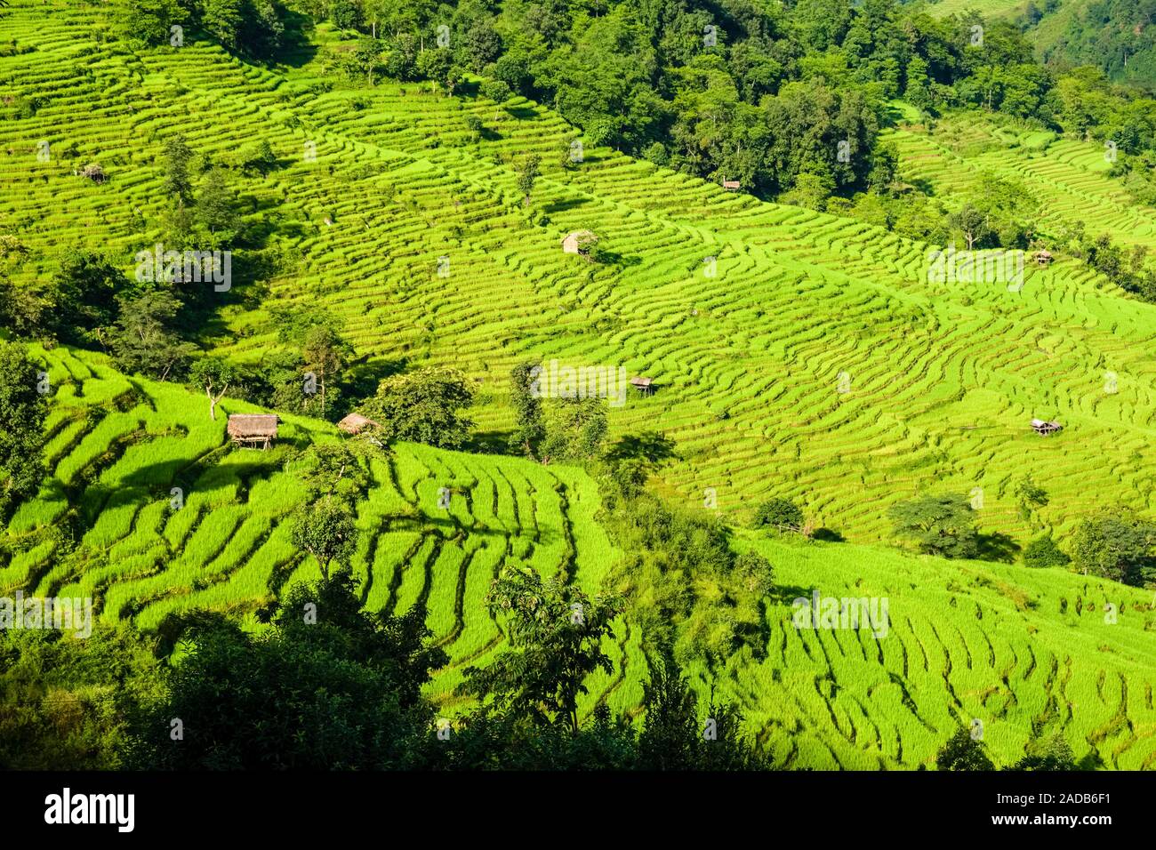 Agricultural landscape with terrace fields planted with rice, located ...