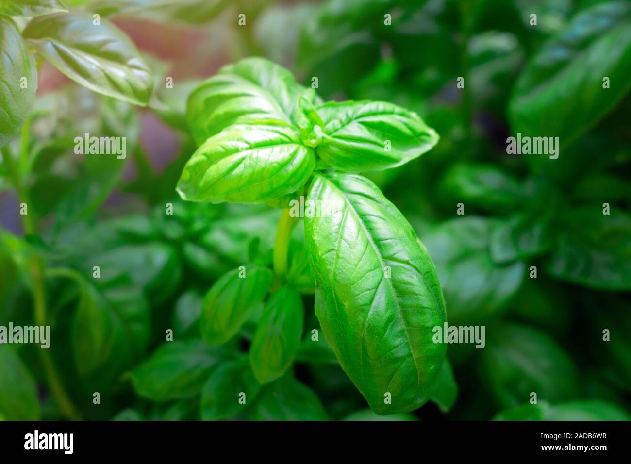 Close up Green basil leaf plant growing in the vegetable garden ...