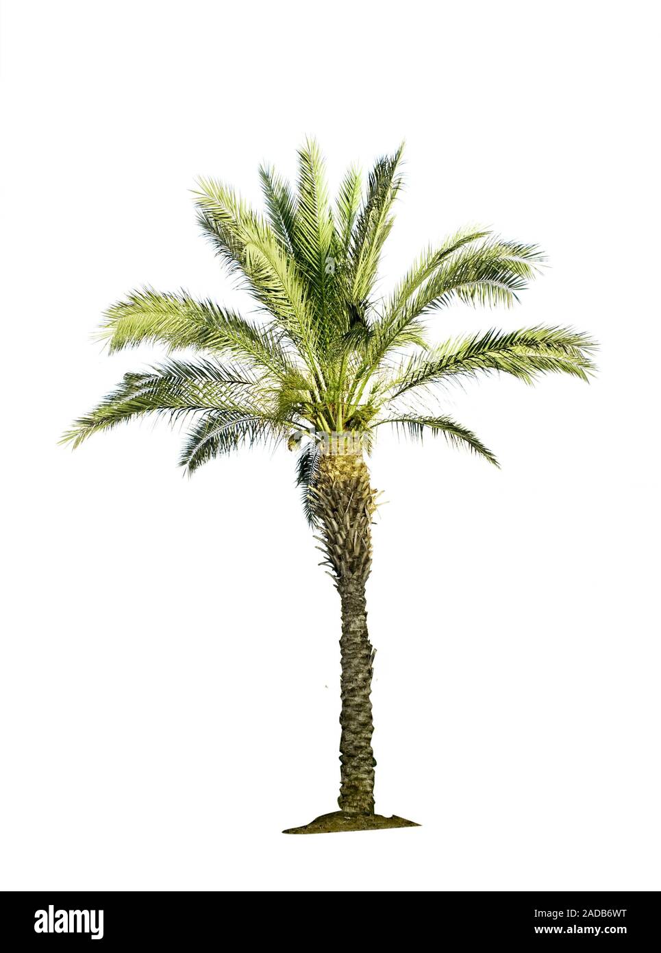palm isolated on white background Stock Photo - Alamy