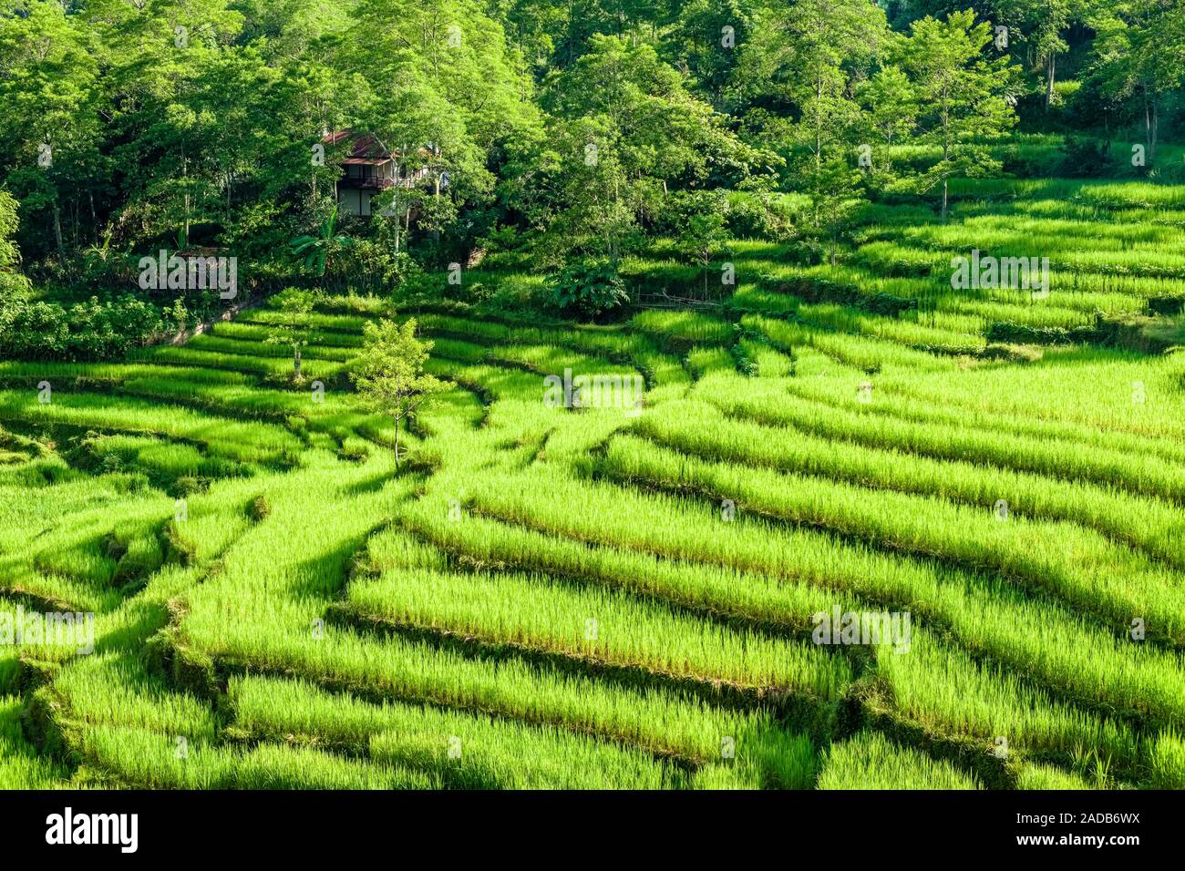Agricultural landscape with terrace fields planted with rice, located ...