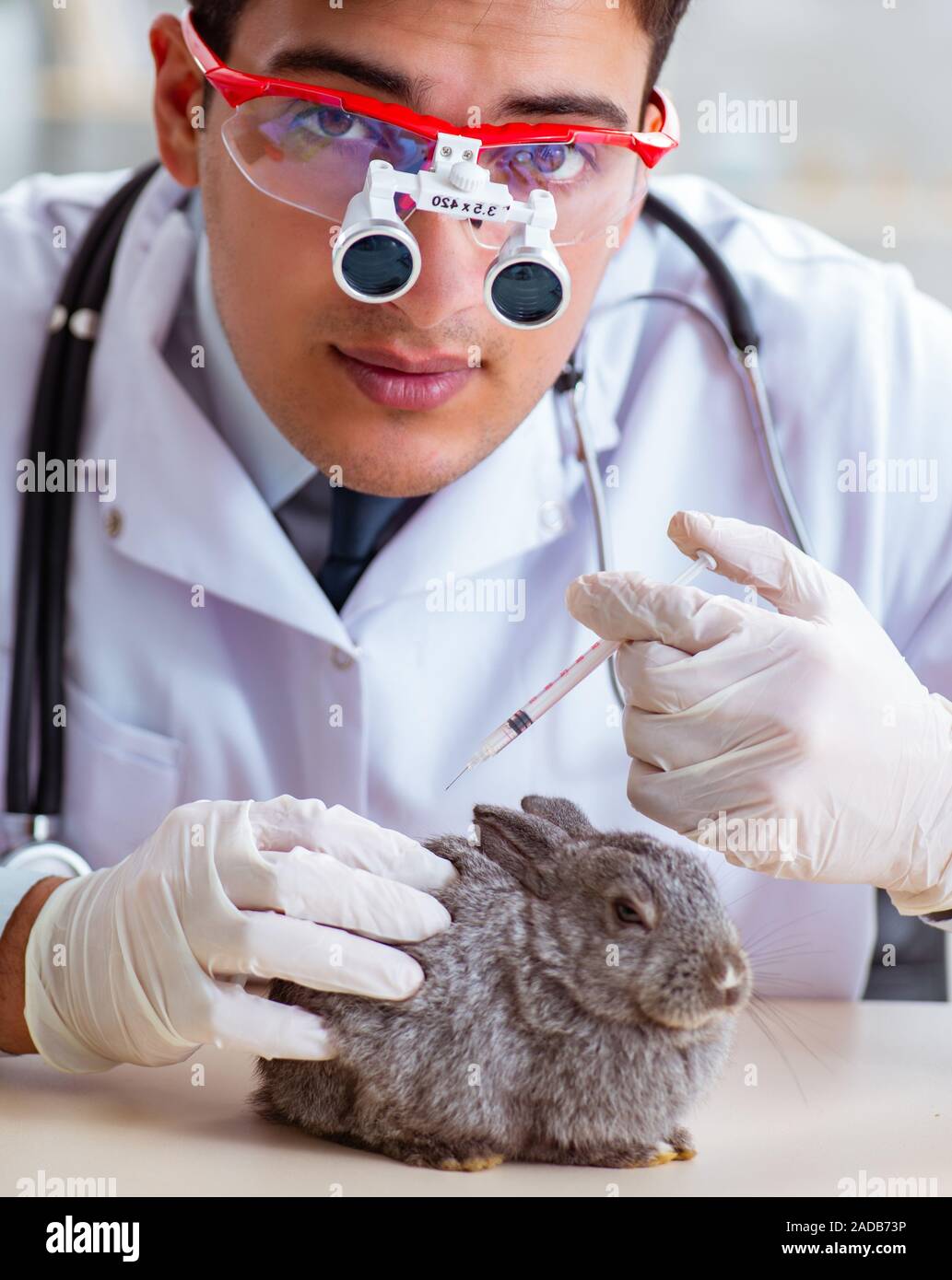 Scientist doing testing on animals rabbit Stock Photo - Alamy