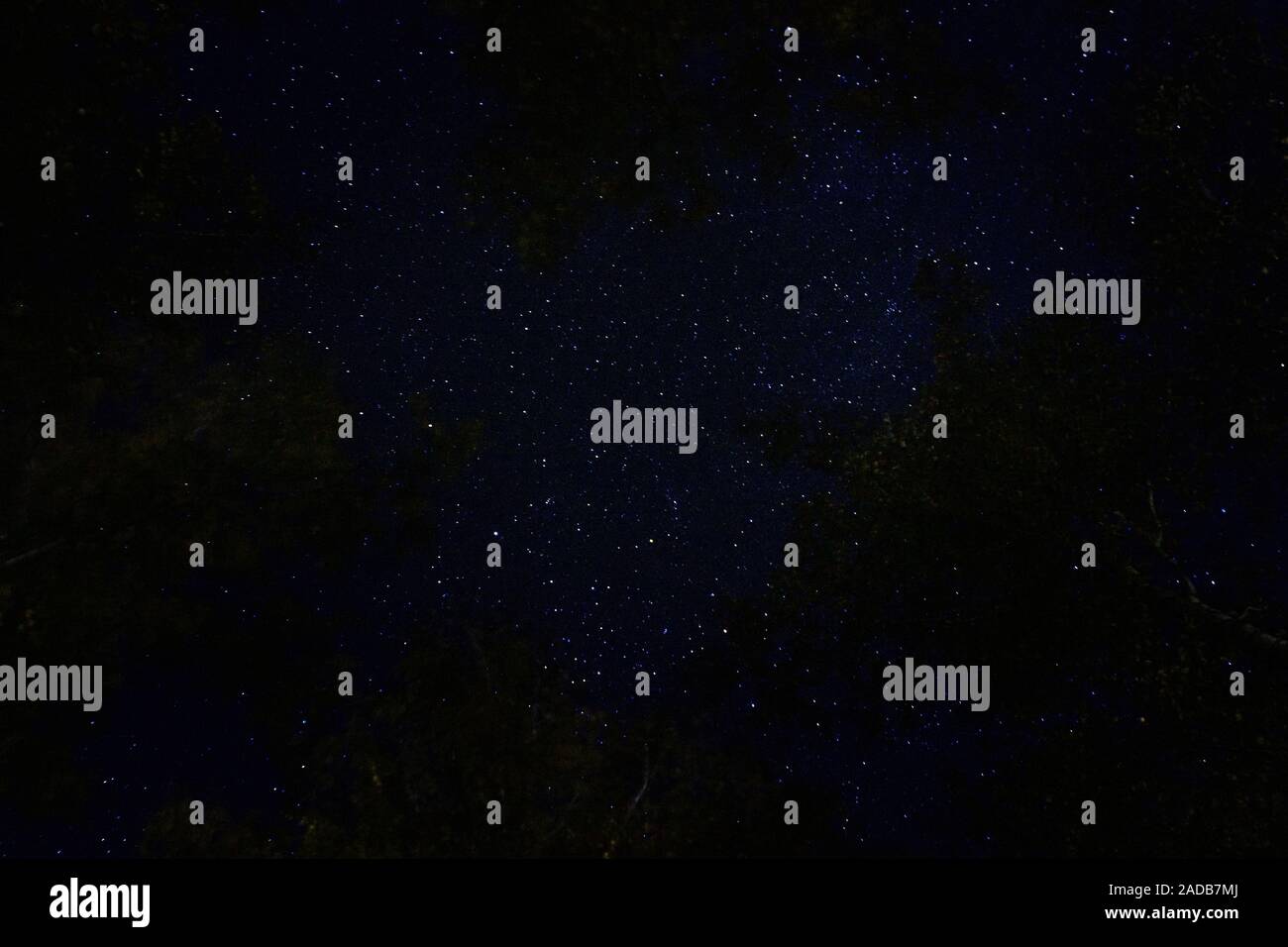 Night sky with trees starry sky seen through trees in the forest. Look ...