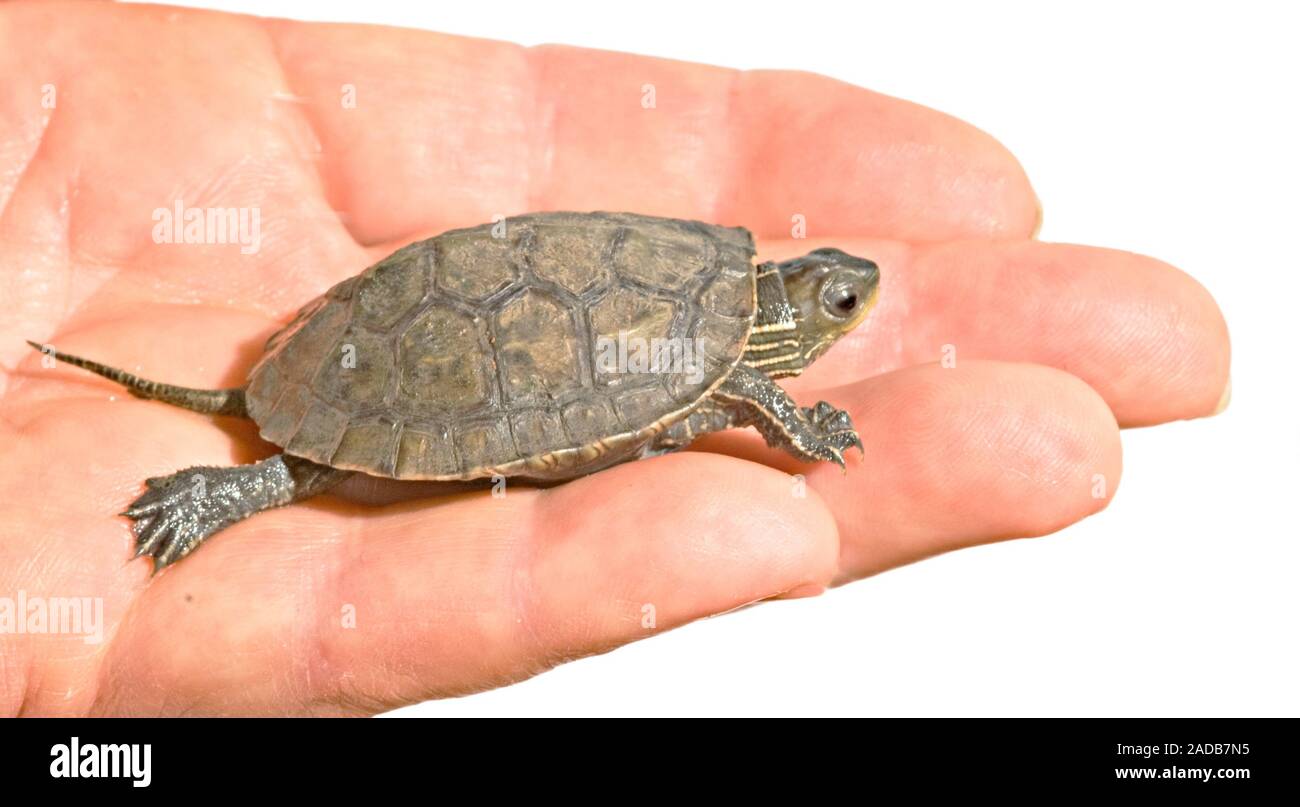 Caspian terrapin mauremys caspica hi-res stock photography and images ...