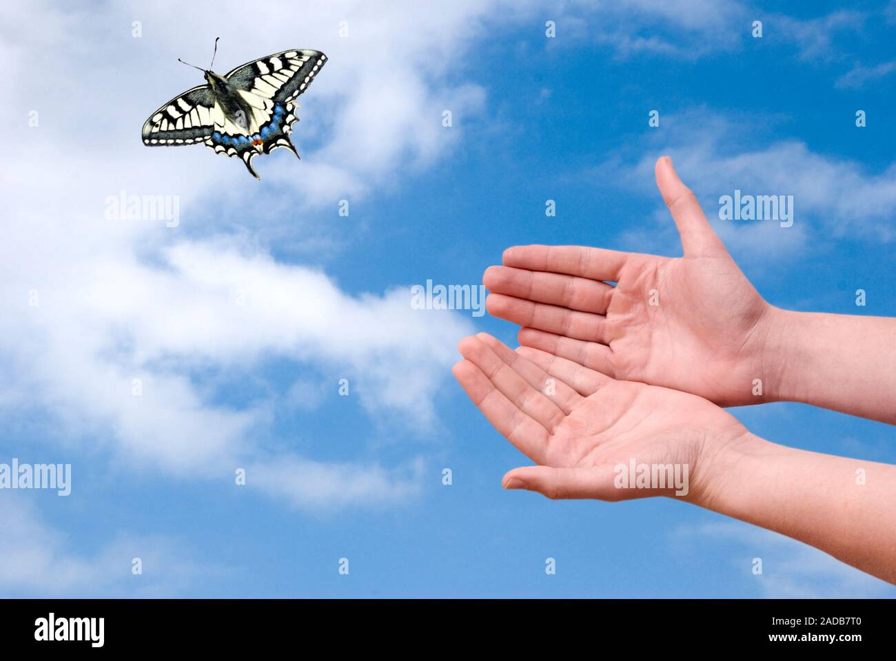 Flying off limb hi-res stock photography and images - Alamy