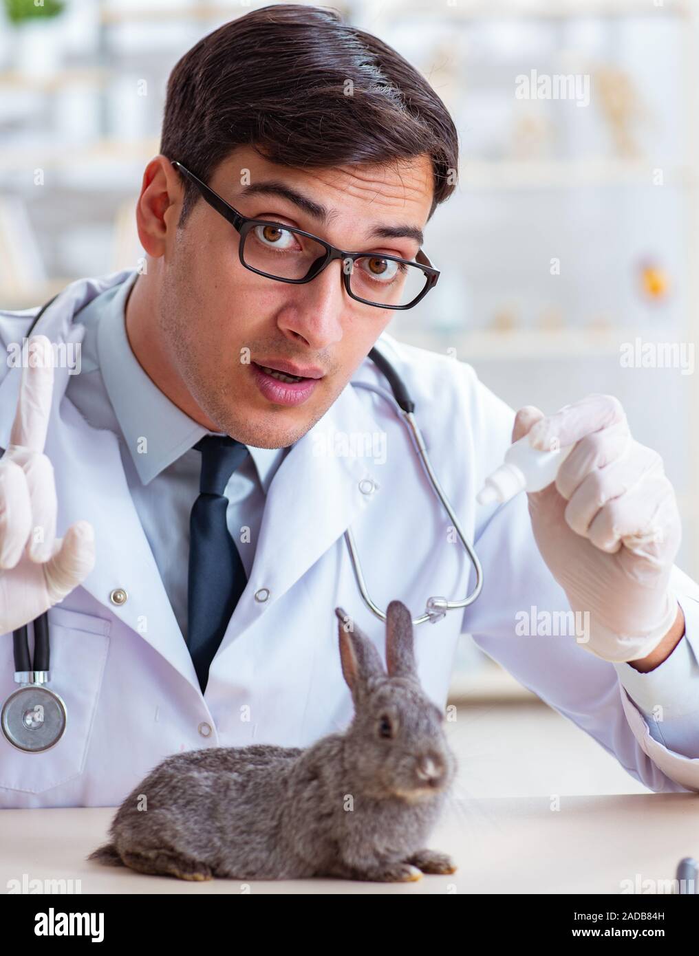 Vet doctor checking up rabbit in his clinic Stock Photo - Alamy