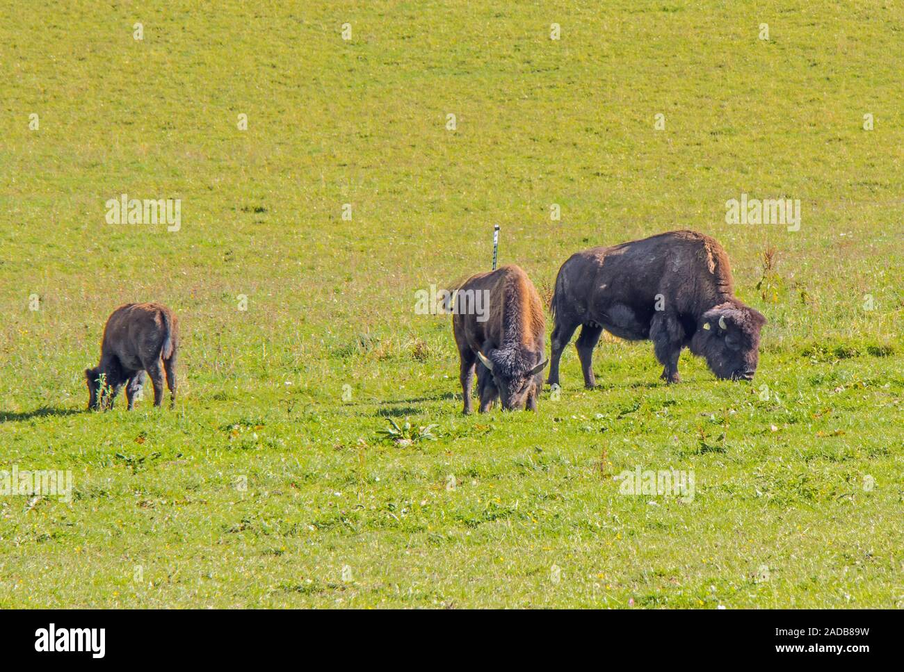 Buffalo 'Bison bison' Bodman-Ludwigshafen Stock Photo - Alamy