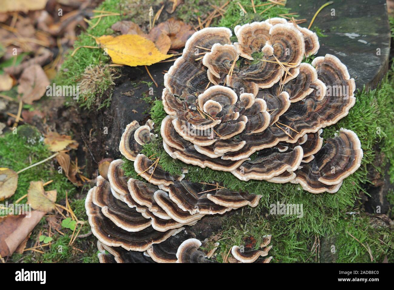 Tree sponge fungi hi-res stock photography and images - Alamy