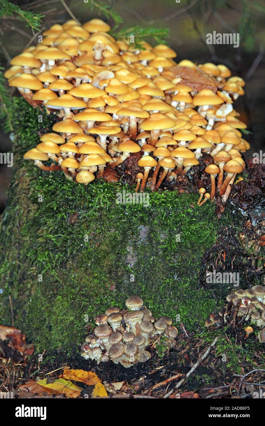 Stick sponges and hallimash Stock Photo - Alamy