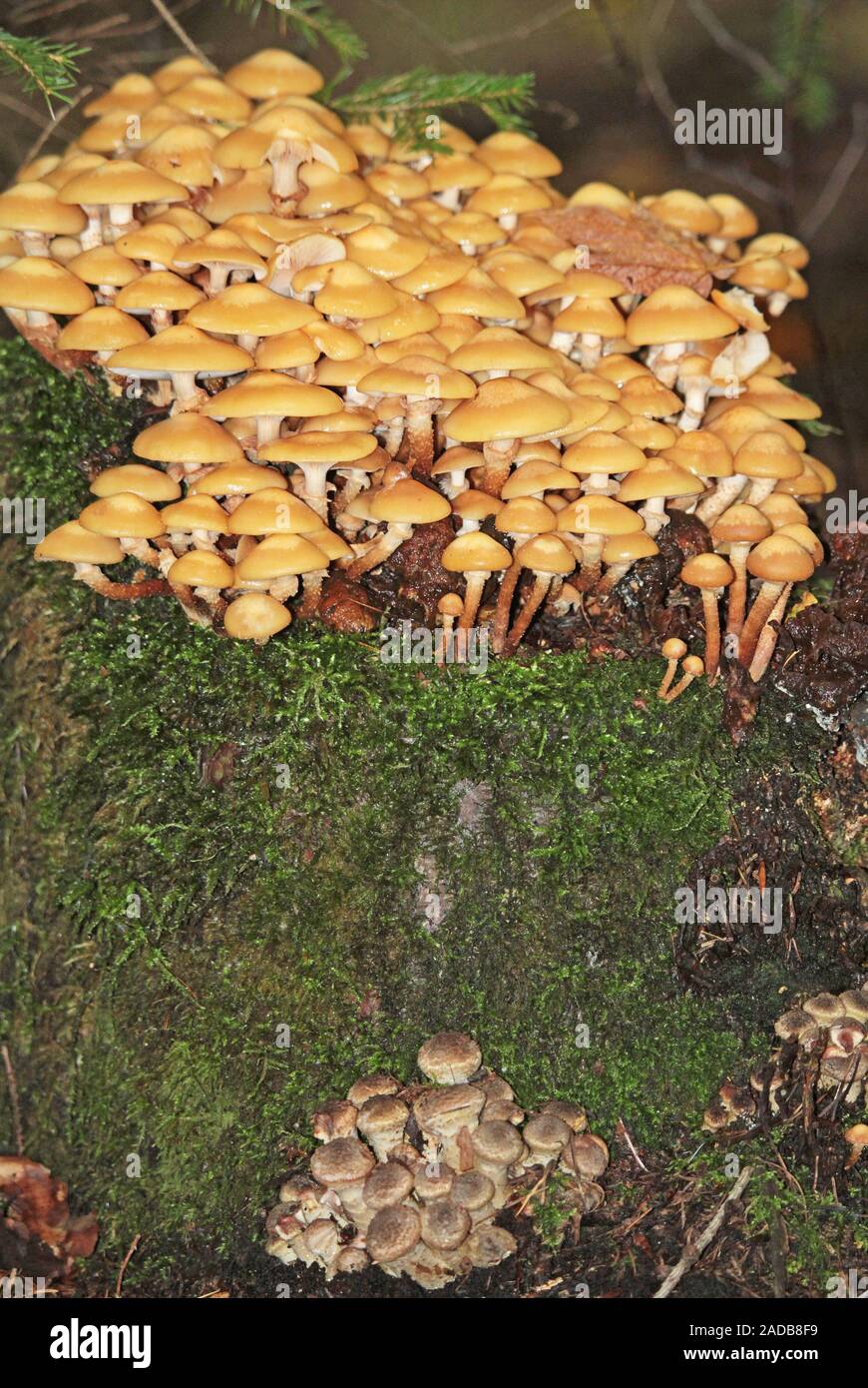 Stick sponges and hallimash Stock Photo - Alamy