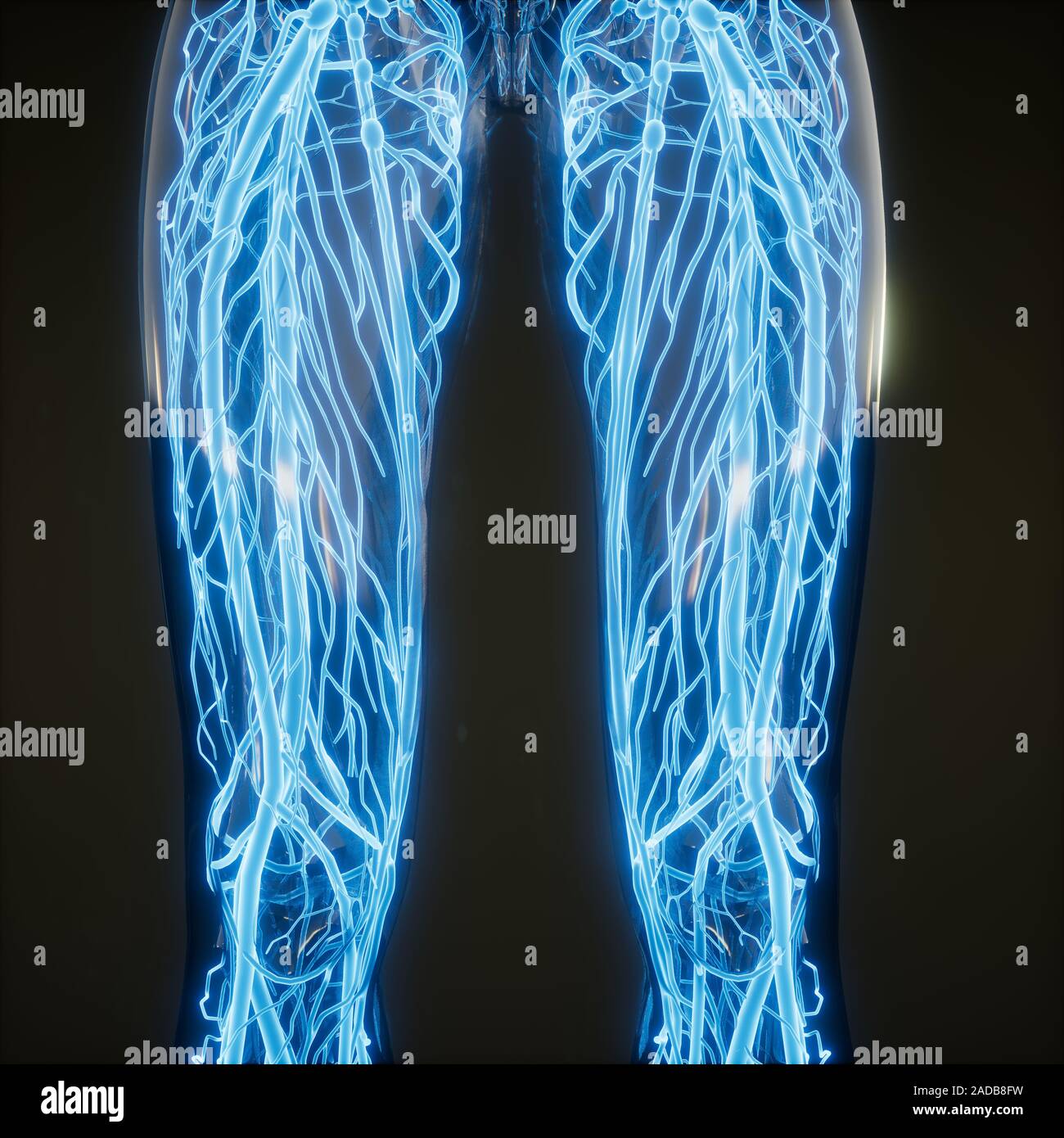 Blood Vessels of Human Body Stock Photo - Alamy