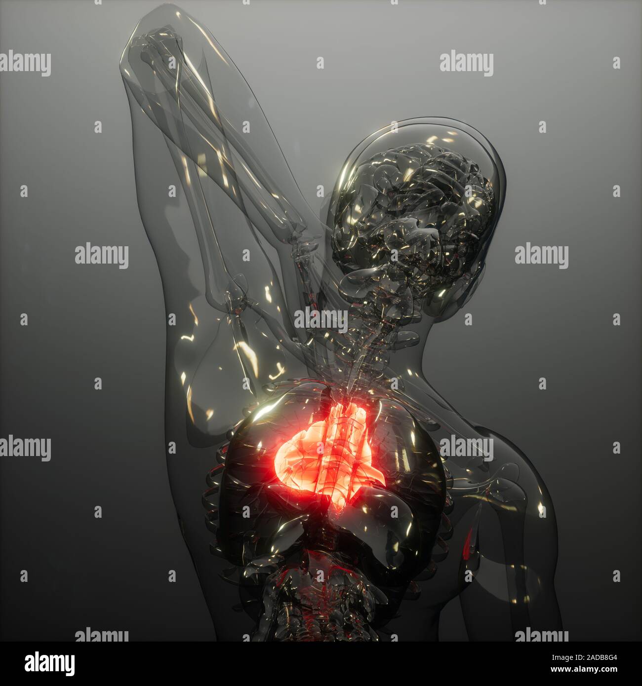 Human Heart Radiology Exam Stock Photo - Alamy