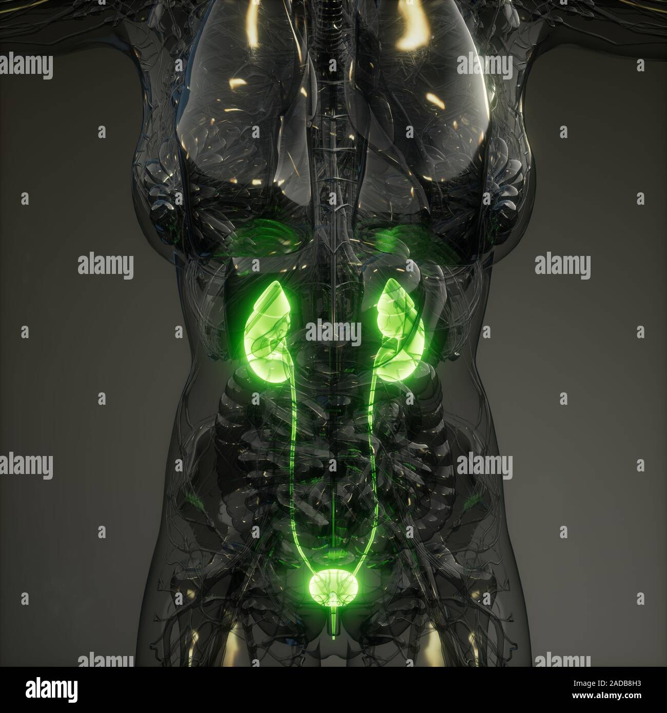 Science Anatomy Scan Of Human Kidneys Stock Photo - Alamy