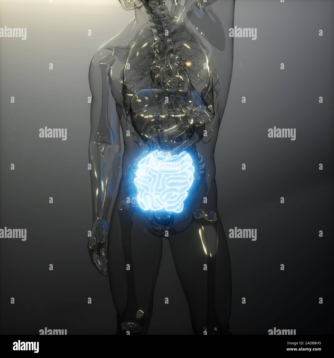 Human Small Intestine Radiology Exam Stock Photo - Alamy