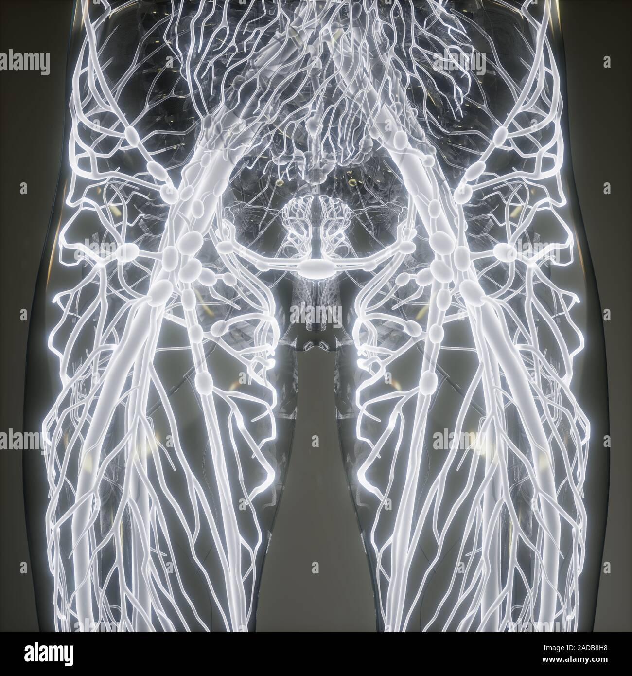 Blood Vessels of Human Body Stock Photo - Alamy
