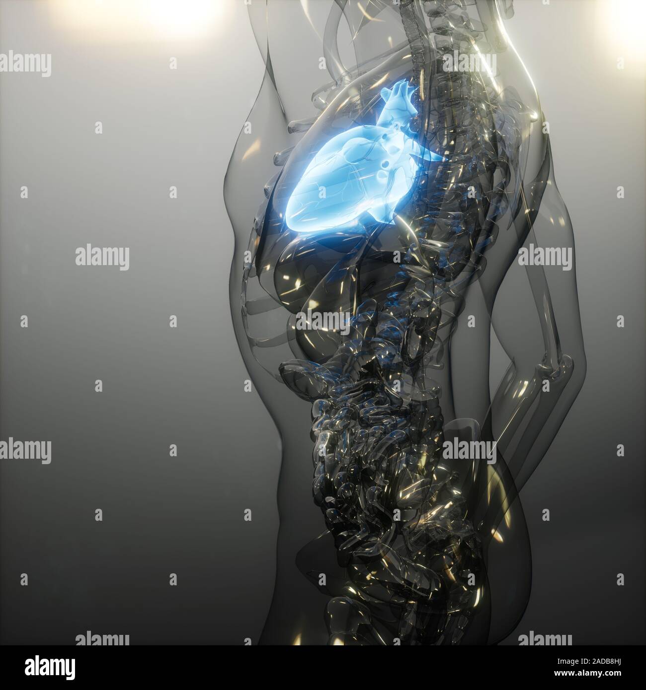 Human Heart Radiology Exam Stock Photo - Alamy