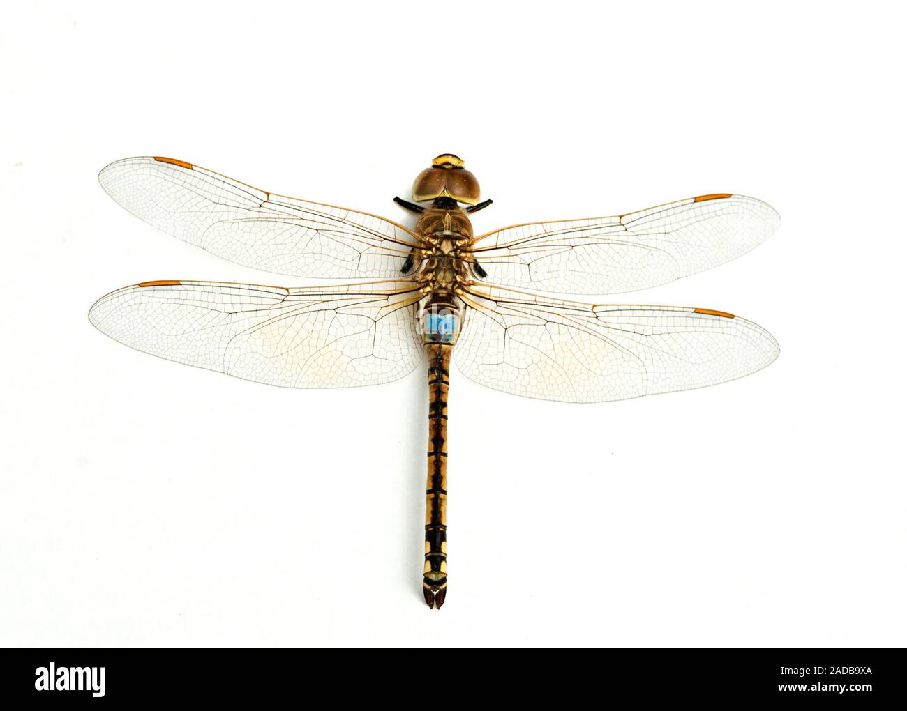 Dragonfly isolated on white background Stock Photo - Alamy
