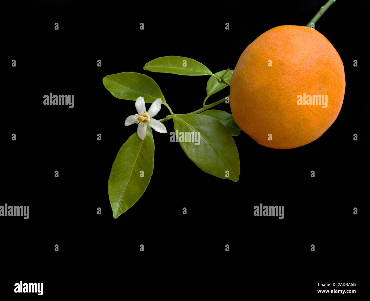 Tangerine with flower isloated on black background Stock Photo - Alamy