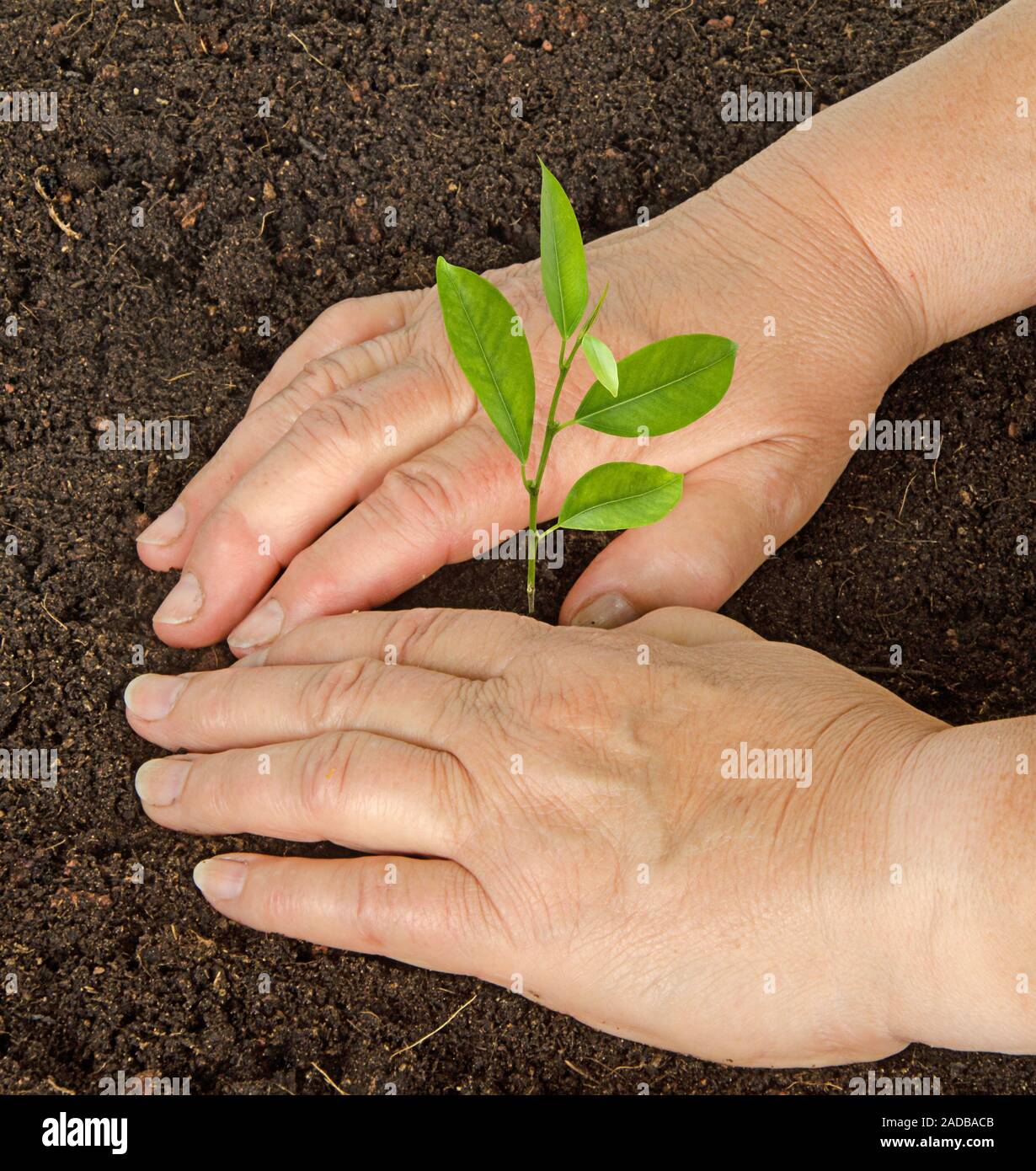Tree growing from pile of coins Stock Photo - Alamy