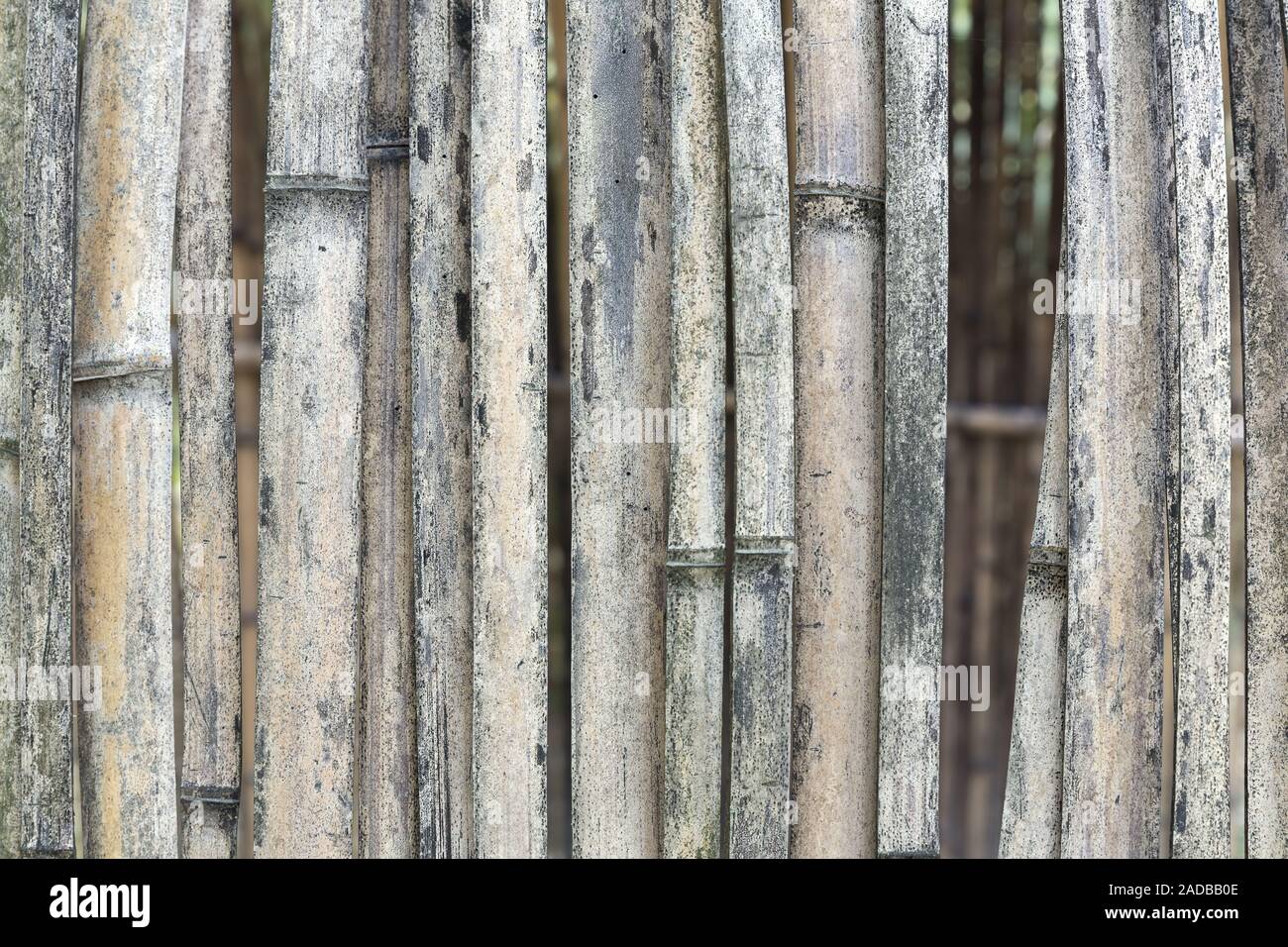 Dried bamboo as background Stock Photo - Alamy