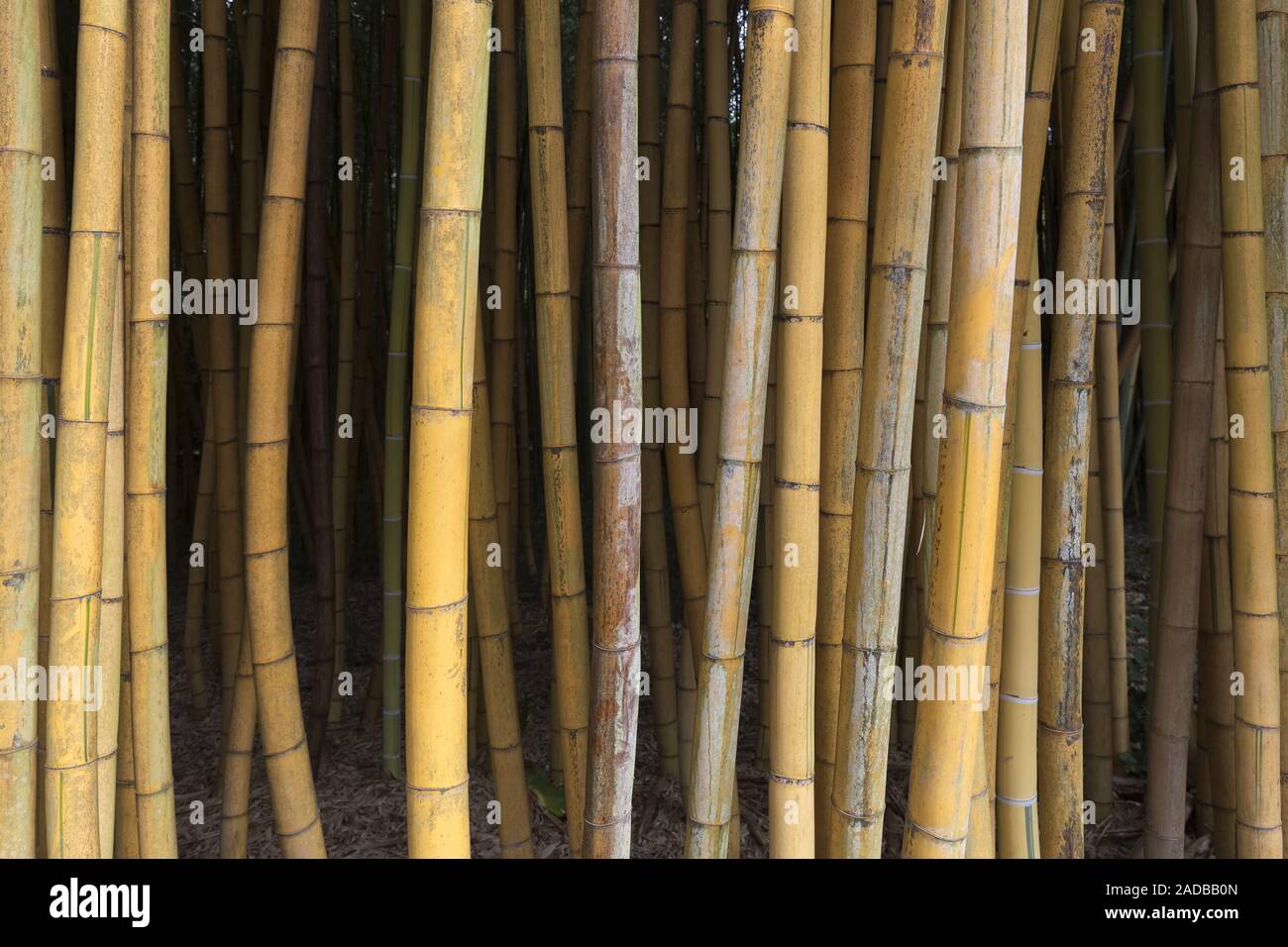 Brown bamboo hi-res stock photography and images - Alamy