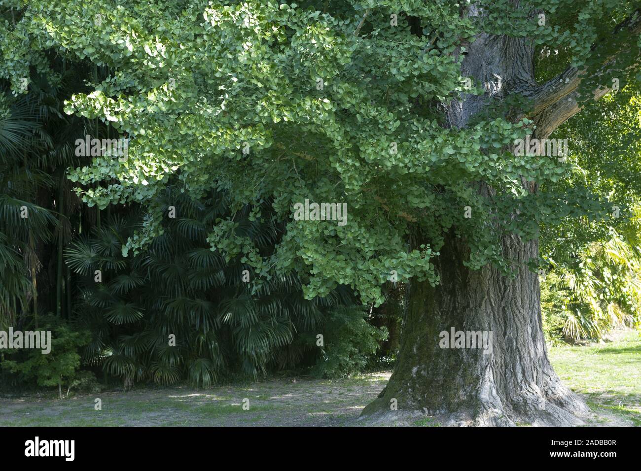 Huge ginkgo tree (Ginkgo biloba Stock Photo - Alamy
