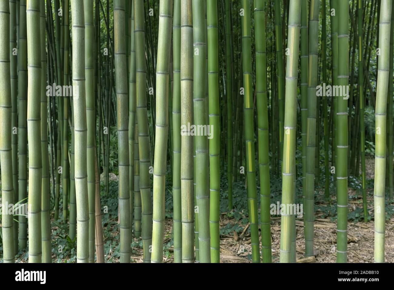 Fresh green bamboo Stock Photo - Alamy