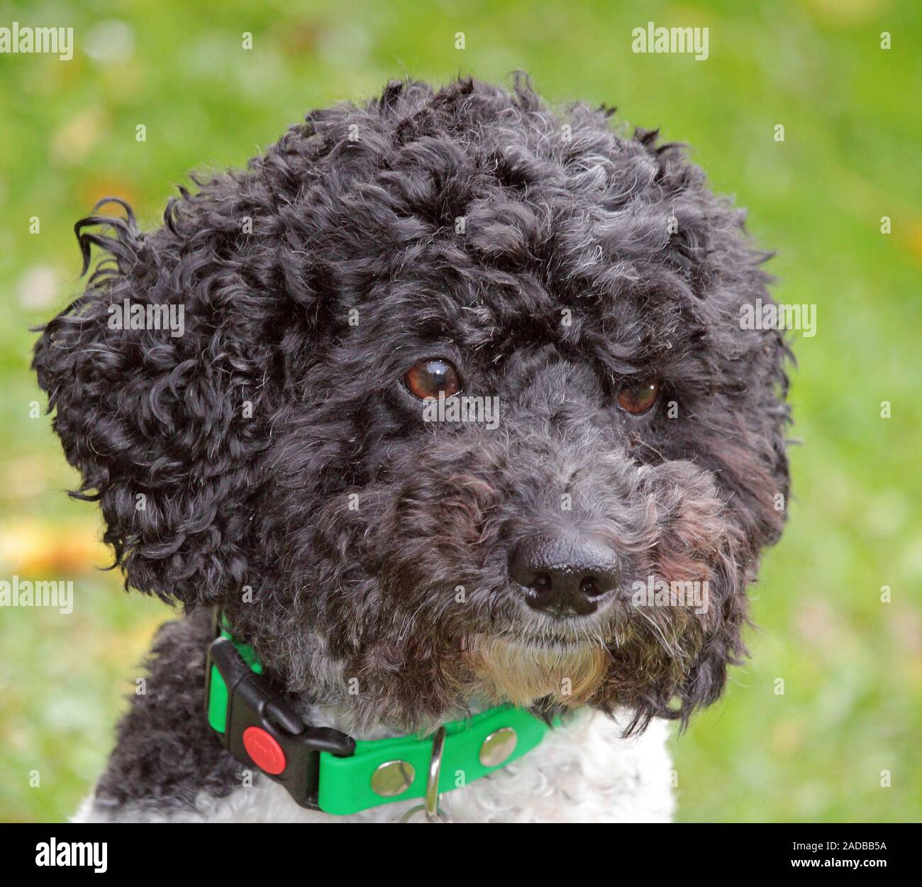 Pudel caniche hi-res stock photography and images - Alamy